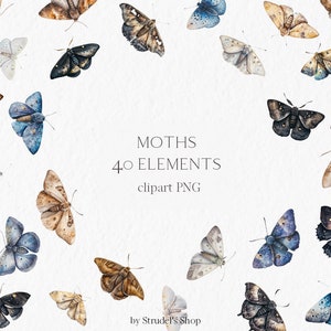 Moths Watercolor Clipart PNG - Insect Clipart Witchcraft Illustration ...