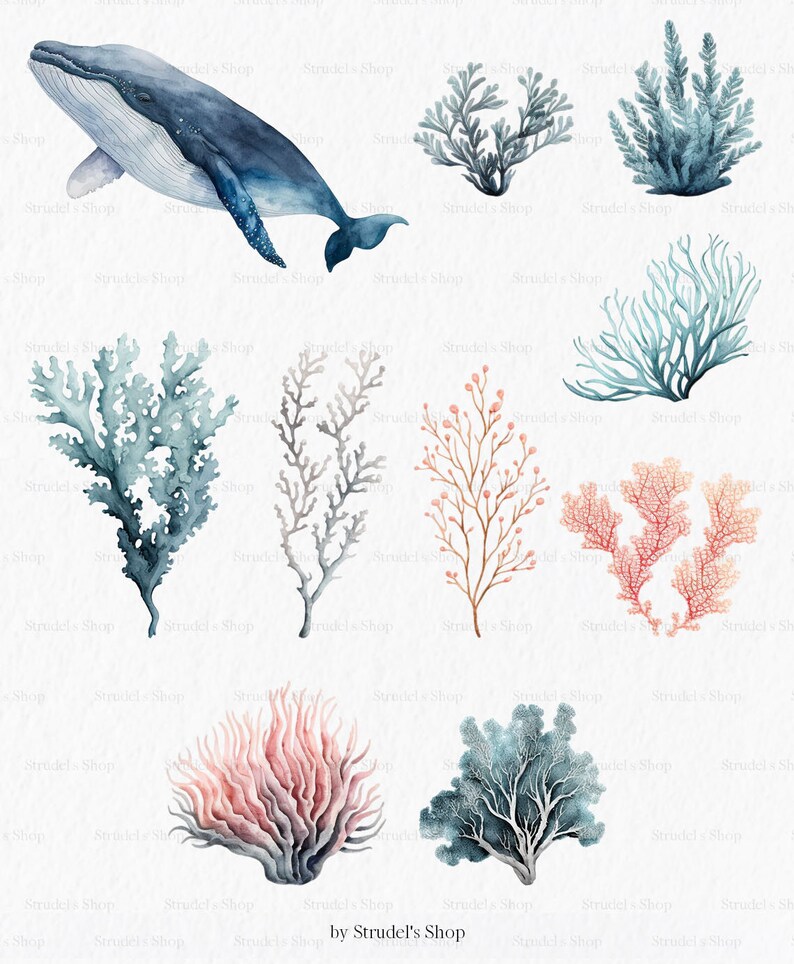 Whales Watercolor Clipart PNG Under the Sea Nautical - Etsy
