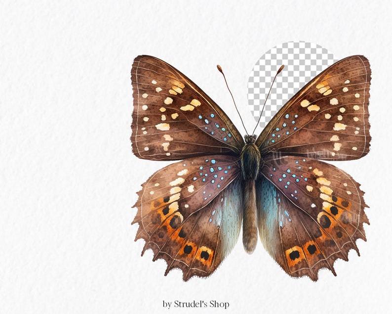 Butterflies Watercolor Clipart PNG Insect Clipart Hand Drawn - Etsy