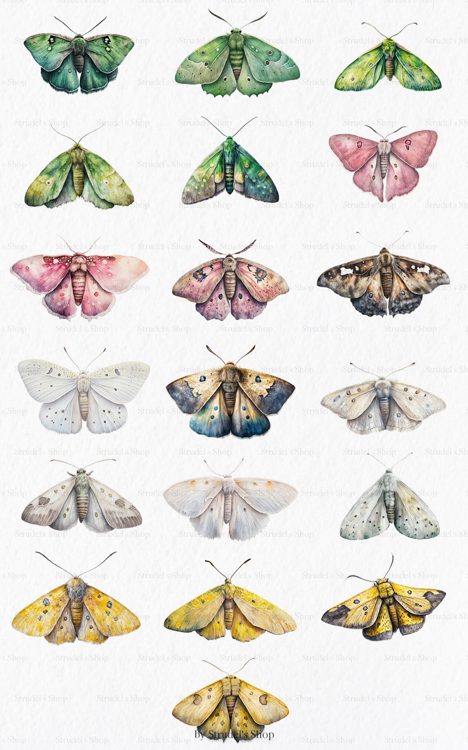 Moths Watercolor Clipart PNG Insect Clipart Witchcraft - Etsy