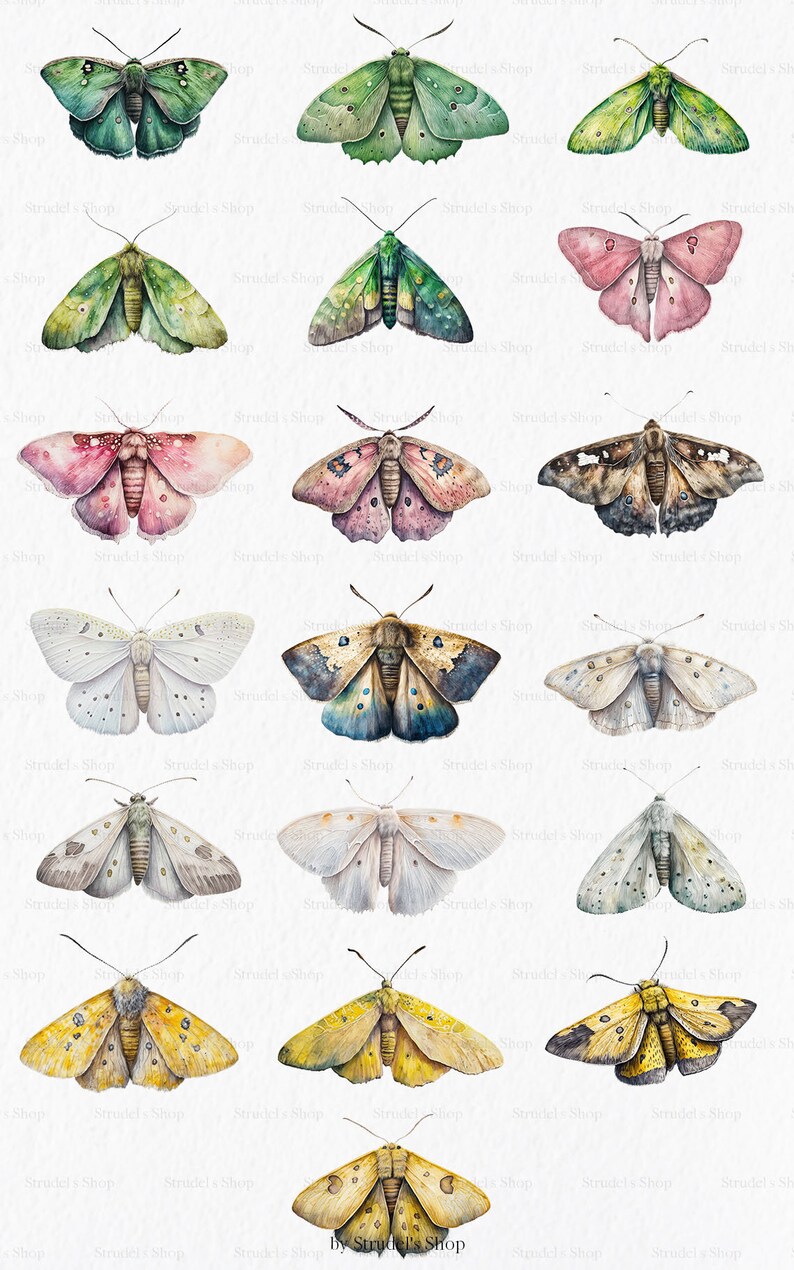 Moths Watercolor Clipart PNG Insect Clipart Witchcraft - Etsy