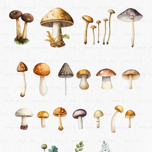 Mushrooms Watercolor Clipart PNG - Forest Woodland Fall Autumn ...