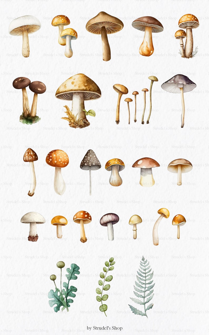 Mushrooms Watercolor Clipart PNG Forest Woodland Fall Autumn - Etsy