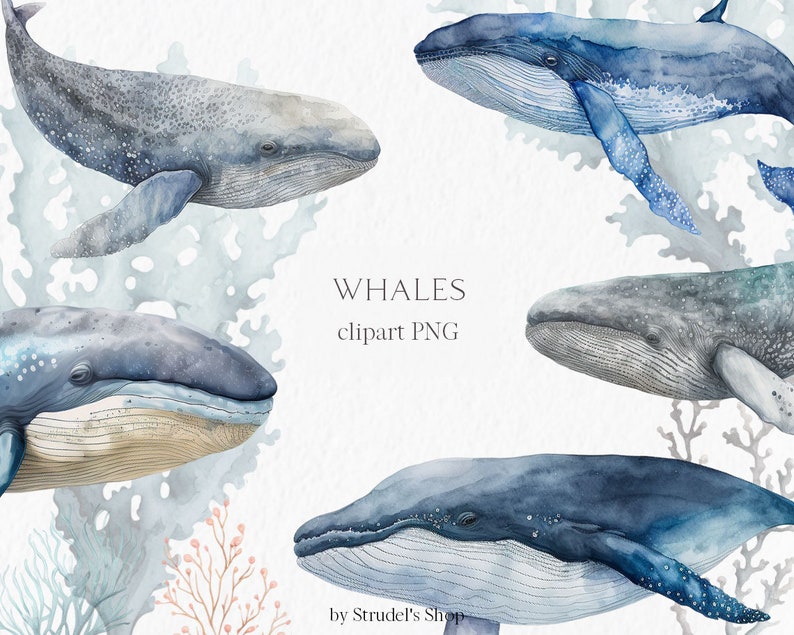 Whales Watercolor Clipart PNG Under the Sea Nautical - Etsy