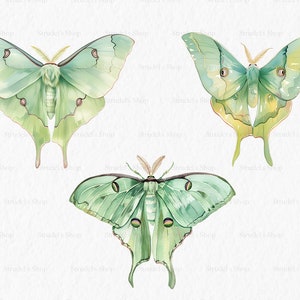 Luna Moth Clipart - Boho Butterfly PNG Garden Planner Insect PNG ...