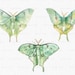 Luna Moth Clipart - Boho Butterfly PNG Garden Planner Insect PNG ...
