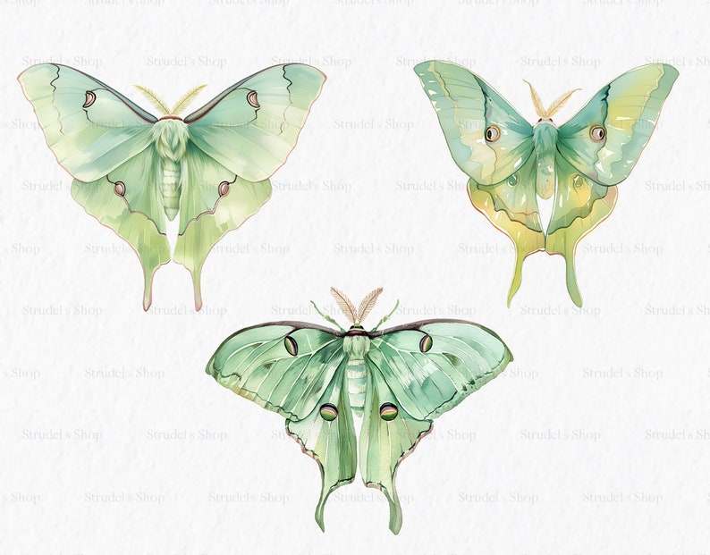 Luna Moth Clipart - Boho Butterfly PNG Garden Planner Insect PNG ...