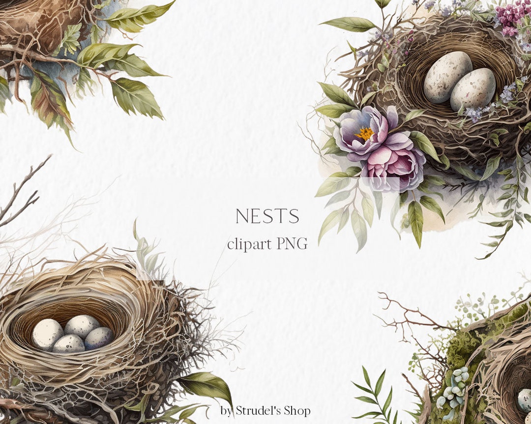 Nests Watercolor Clipart PNG Easter Spring Birds Eggs Nature b60 - Etsy