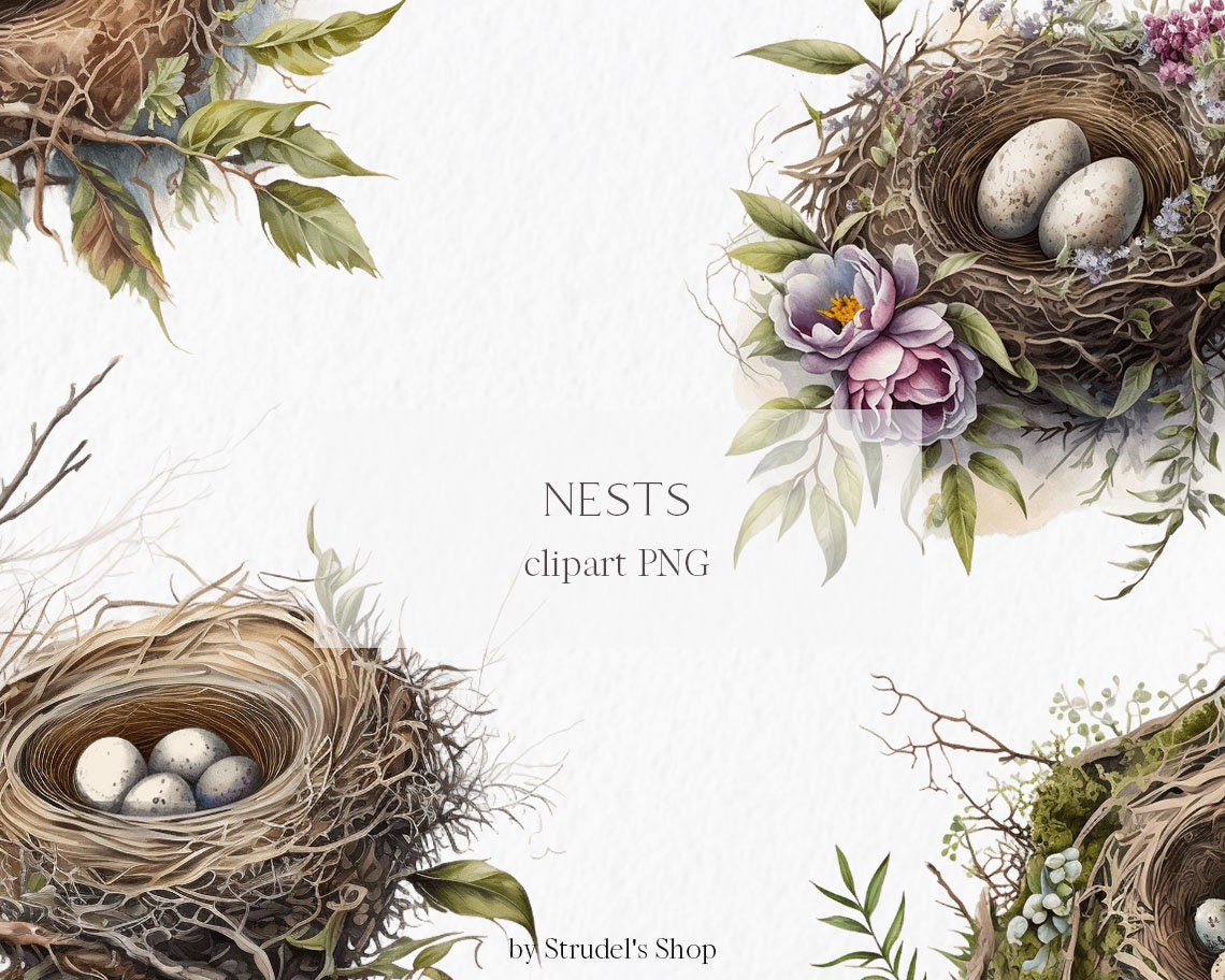 Nests Watercolor Clipart PNG Easter Spring Birds Eggs Nature - Etsy