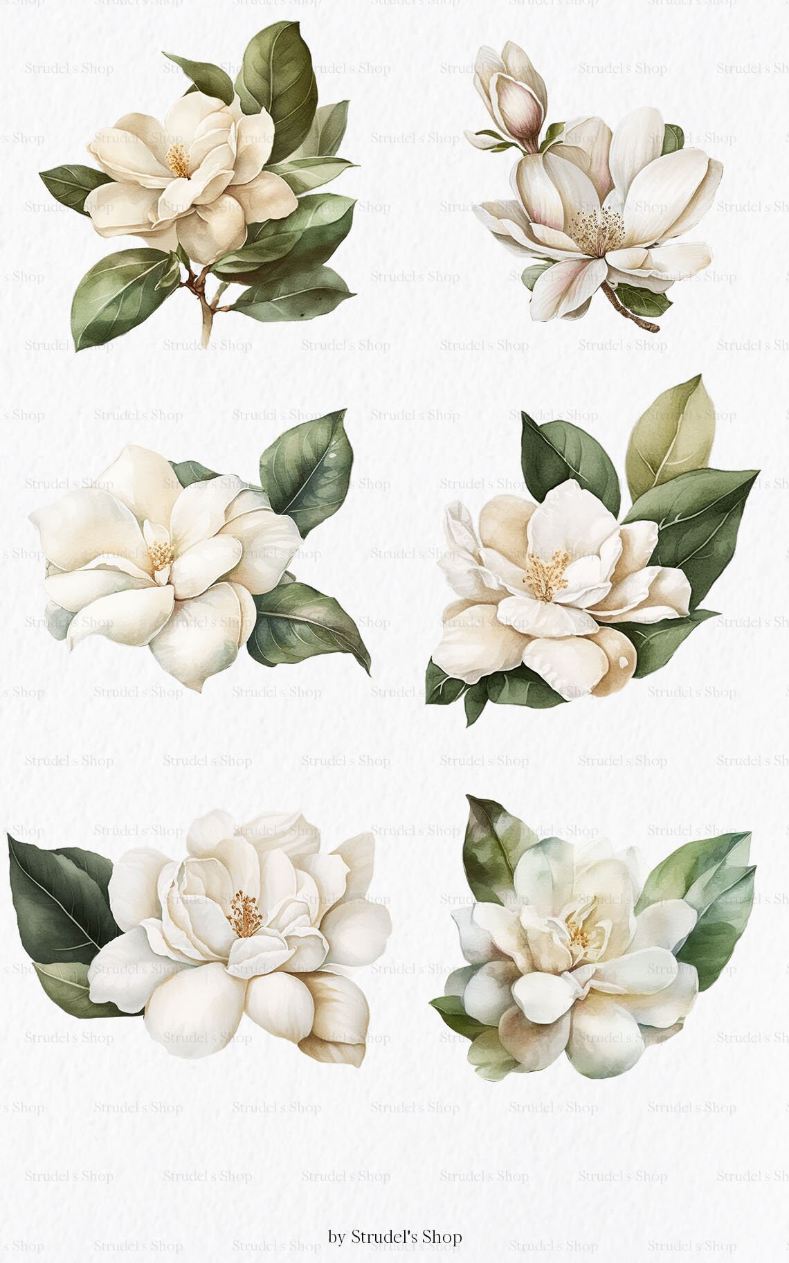 Gardenia and Magnolia Watercolor Clipart PNG Flower Spring - Etsy