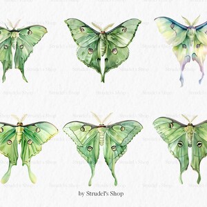Luna Moth Clipart - Boho Butterfly PNG Garden Planner Insect PNG ...
