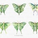 Luna Moth Clipart - Boho Butterfly PNG Garden Planner Insect PNG ...
