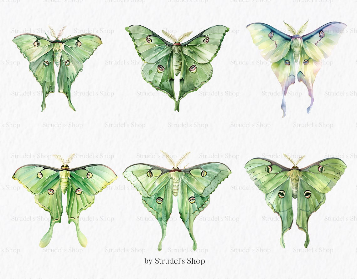 Luna Moth Clipart - Boho Butterfly PNG Garden Planner Insect PNG ...