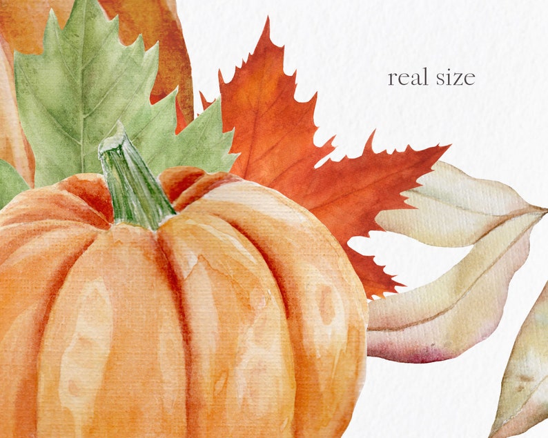 Watercolor Fall Clipart Autumn Clip Art White Orange Pumpkins - Etsy