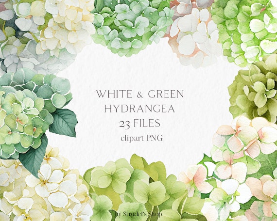 Hydrangea Clipart Borders