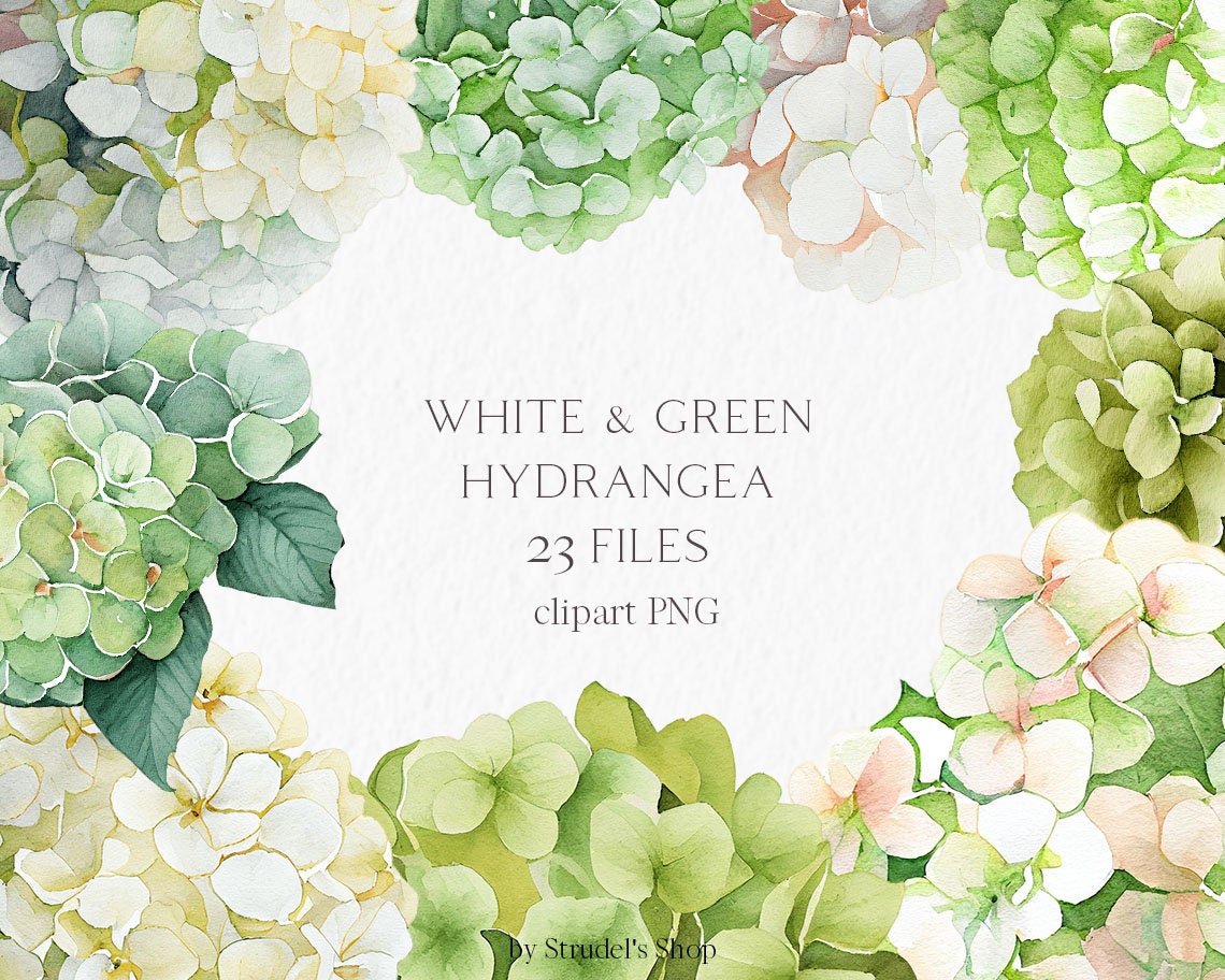 White & Green Hydrangea Flower Watercolor Clipart PNG - Etsy