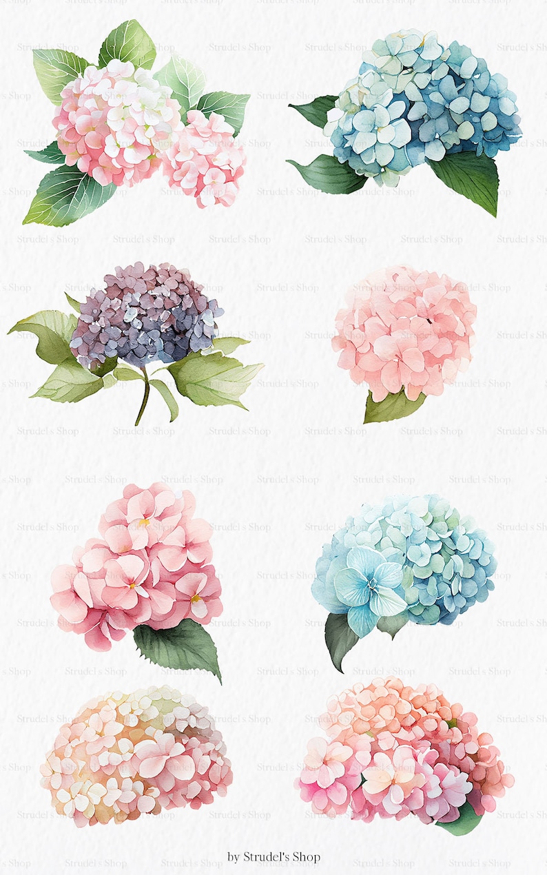 Pink & Blue Hydrangea Flower Watercolor Clipart PNG - Floral Wedding ...