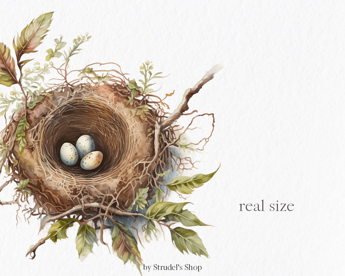 Nests Watercolor Clipart PNG Easter Spring Birds Eggs Nature - Etsy