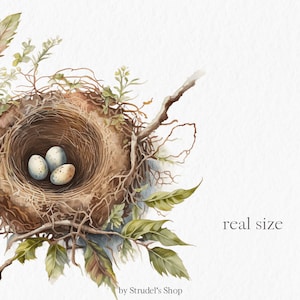 Nests Watercolor Clipart PNG - Easter Spring Birds Eggs Nature #b60 - Etsy