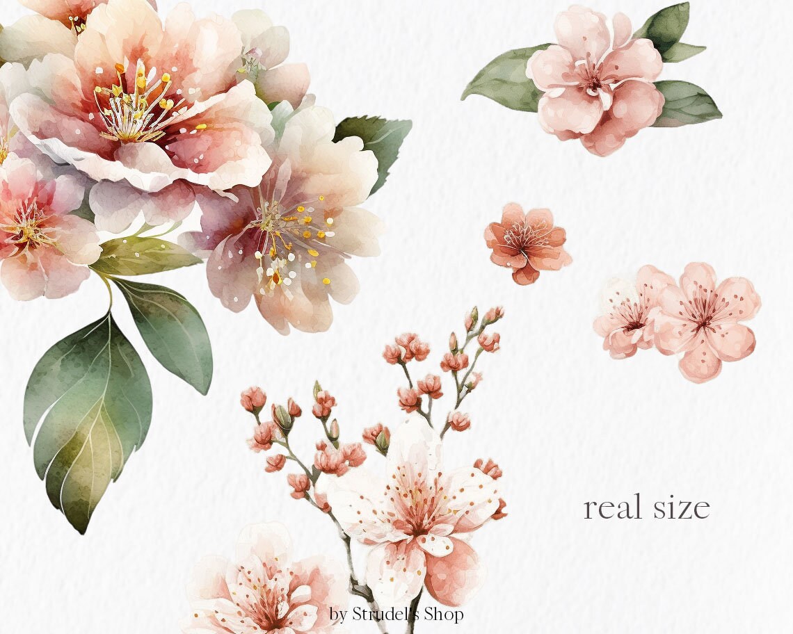 Sakura Blossom Watercolor Clipart PNG Flower Spring Wedding - Etsy