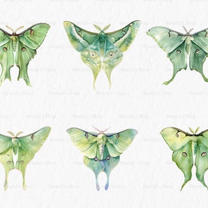 Luna Moth Clipart - Boho Butterfly PNG Garden Planner Insect PNG ...