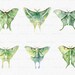 Luna Moth Clipart - Boho Butterfly PNG Garden Planner Insect PNG ...