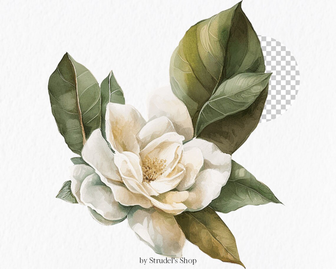 Gardenia and Magnolia Watercolor Clipart PNG Flower Spring - Etsy