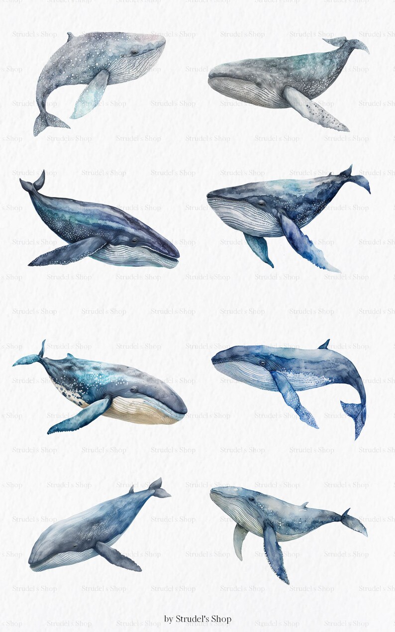 Whales Watercolor Clipart PNG Under the Sea Nautical - Etsy