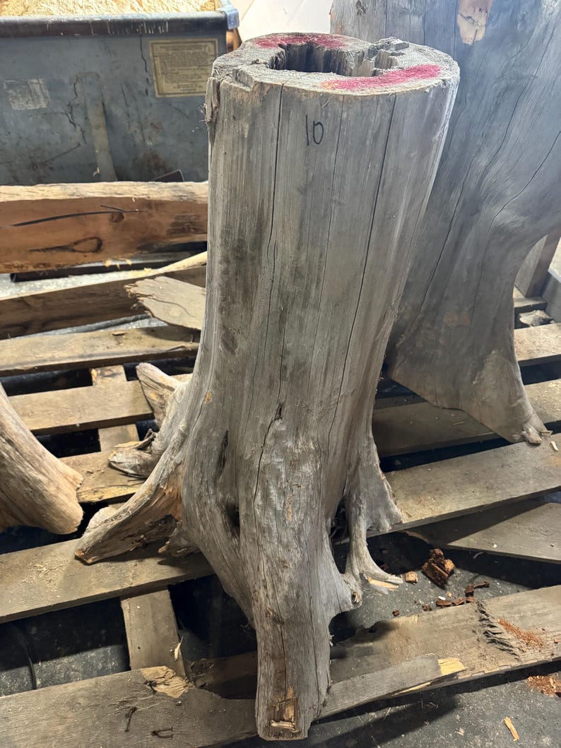 Northern White Cedar Tree Trunks for Table Bases - Etsy
