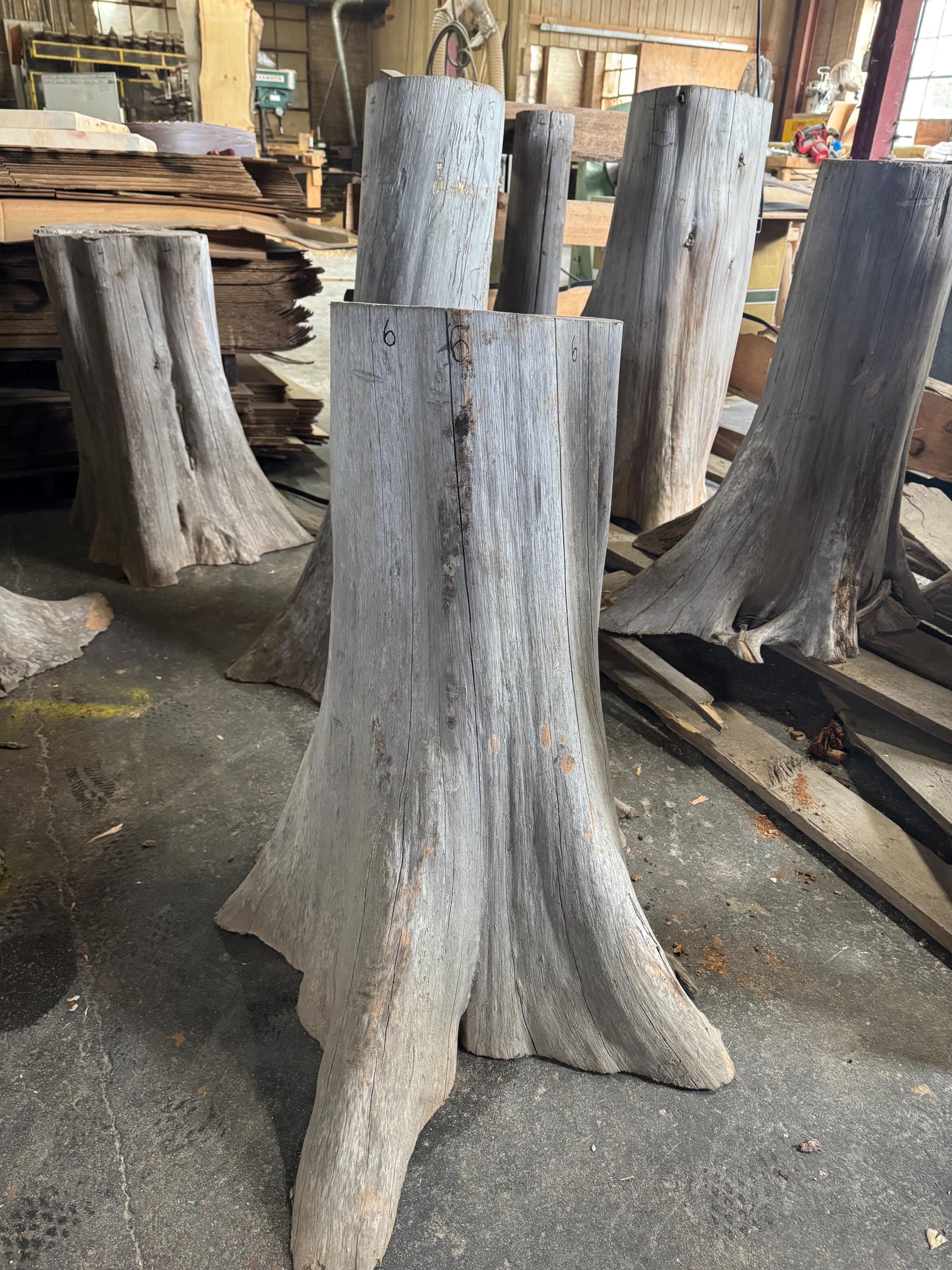 Northern White Cedar Tree Trunks for Table Bases - Etsy