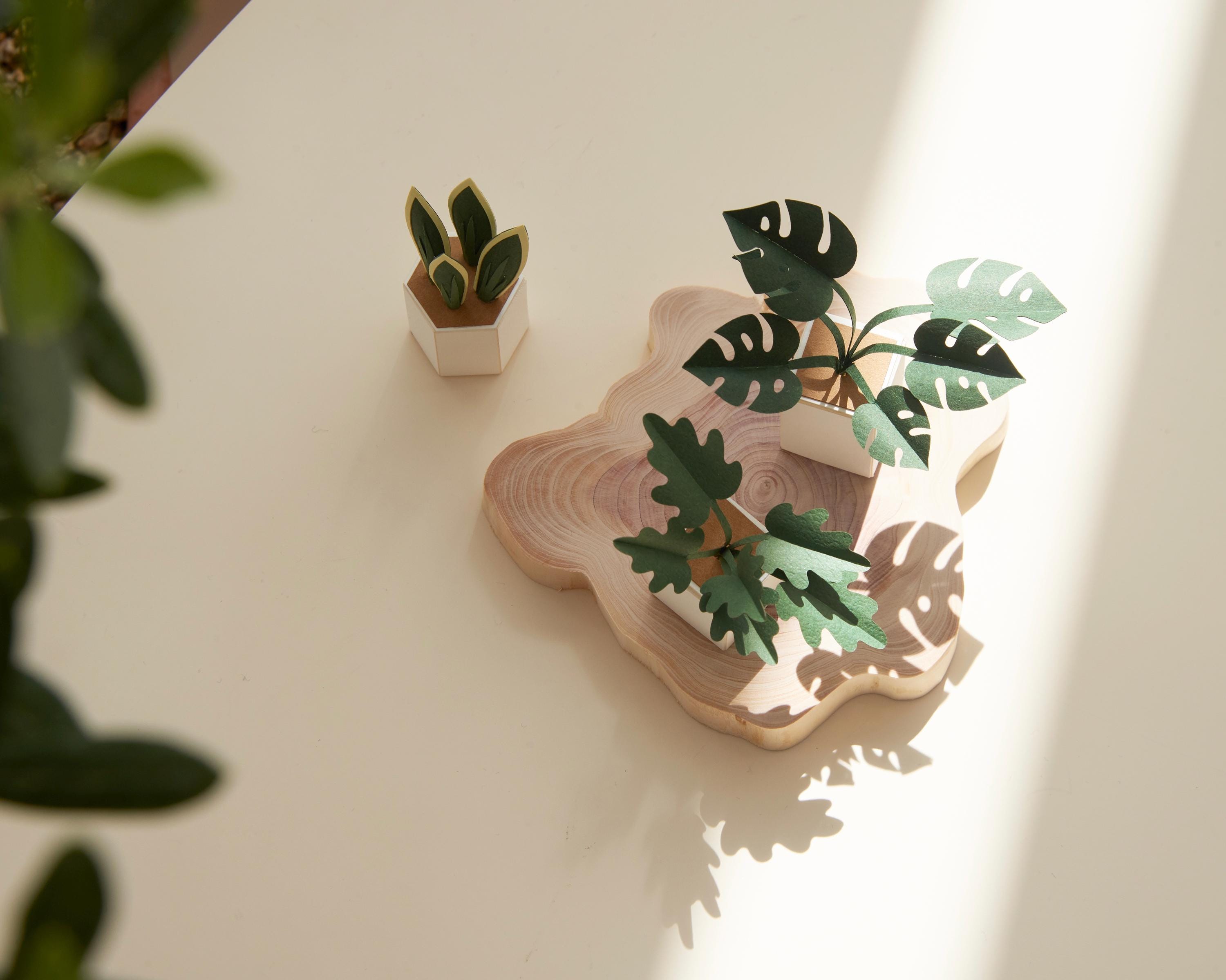 DIY Paper Plants Craft Kit- Set of 3 Unique Plant Designs for Creative ...