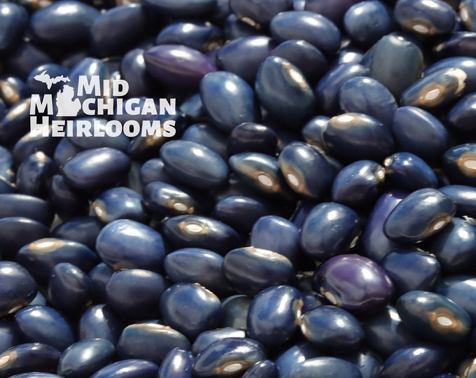 Nonna Agnes's Blue Beans - 15 Seeds - Etsy