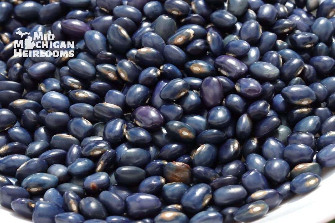 Nonna Agnes's Blue Beans 15 Seeds - Etsy