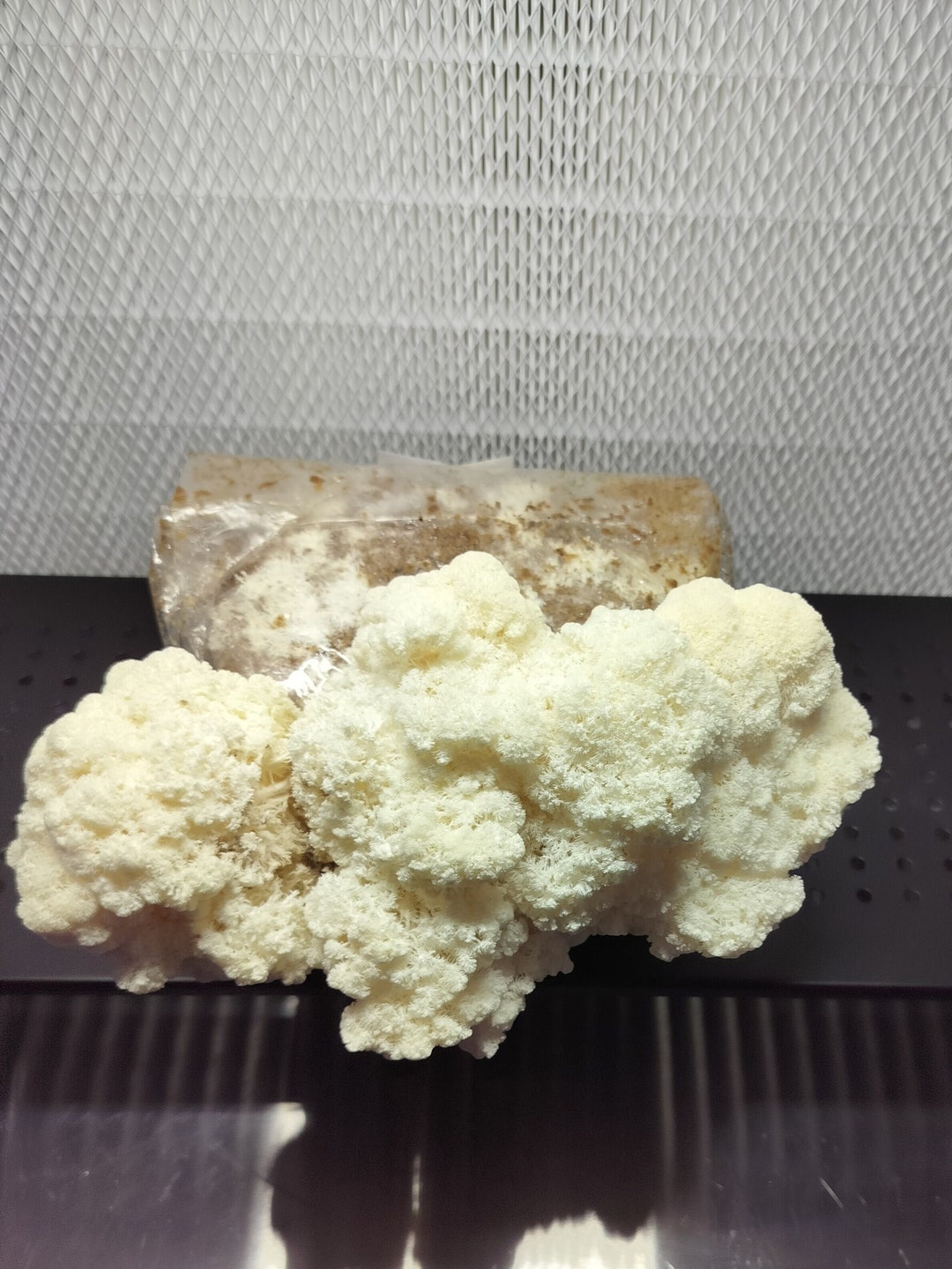 Wild Collected Bears Head Tooth Fungus Hericium Americanum 90mm Culture ...