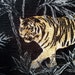 Bengal Tiger Velvet Fabric, Fabric With African Animal, Fabric With ...