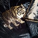 Bengal Tiger Velvet Fabric, Fabric With African Animal, Fabric With ...