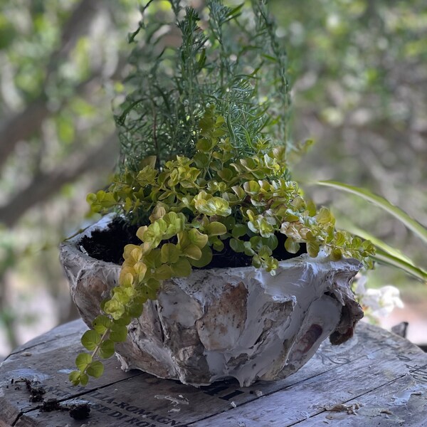 Shell Planter - Etsy