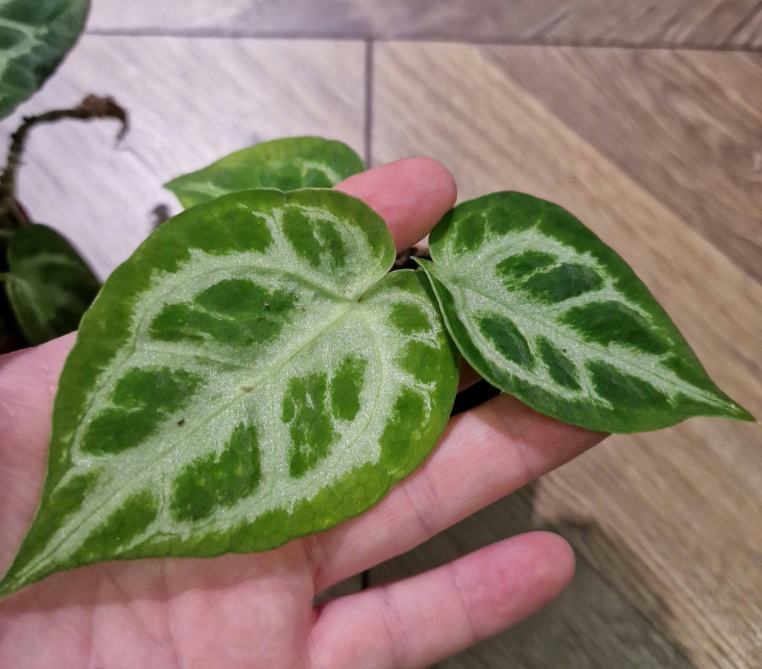 Anthurium Crystalinum Silver Blush/ Houseplant UK / Not Monstera ...