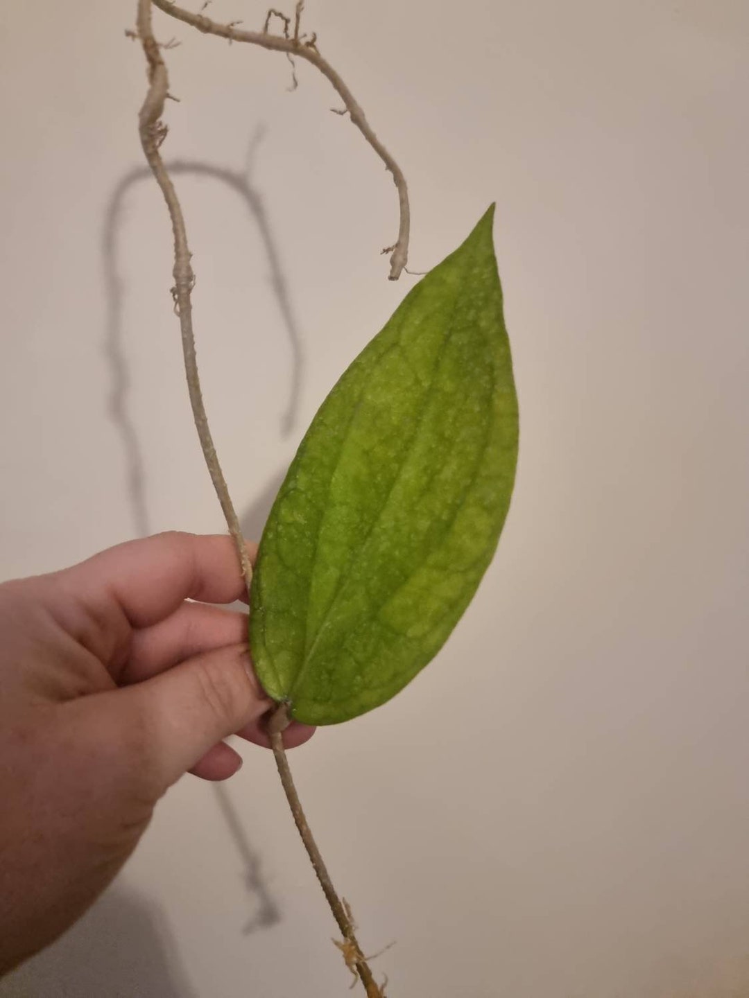 Hoya Surisa / Rare Hoya Uk - Etsy UK