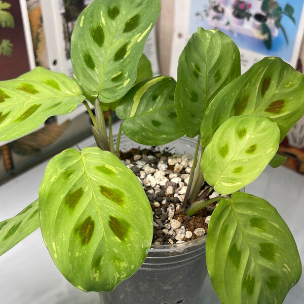 Beauty Kim Maranta - Etsy