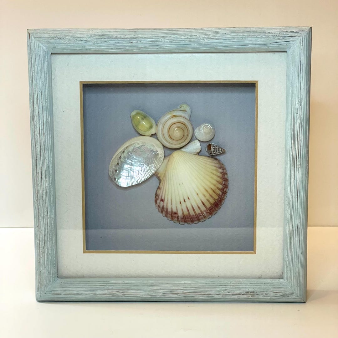 Vintage Blue Shadow Box Sea Shell Display Framed Art - Etsy