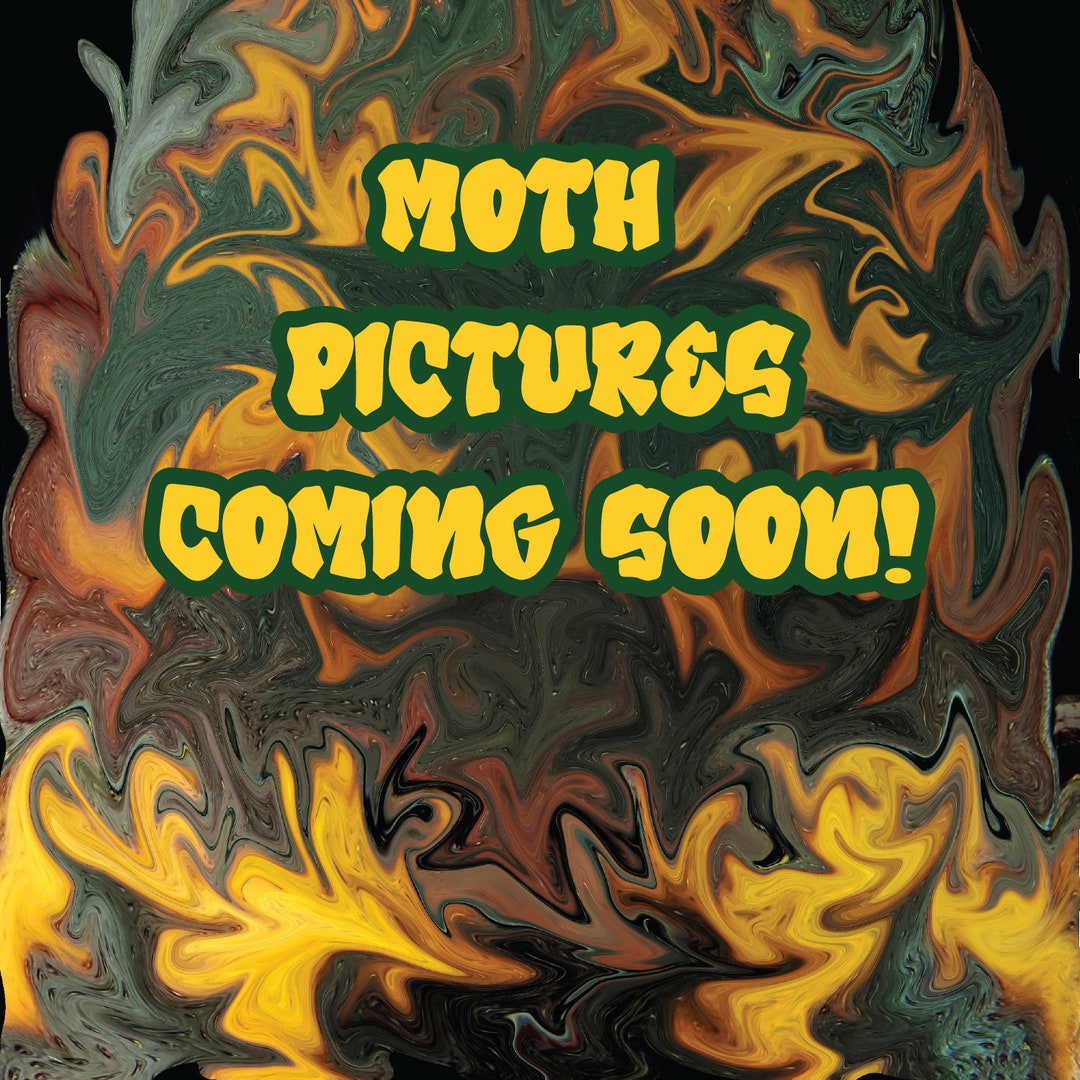 CUSTOM Moth Butterfly Bug Art Insect Model Sculpture Display - Etsy