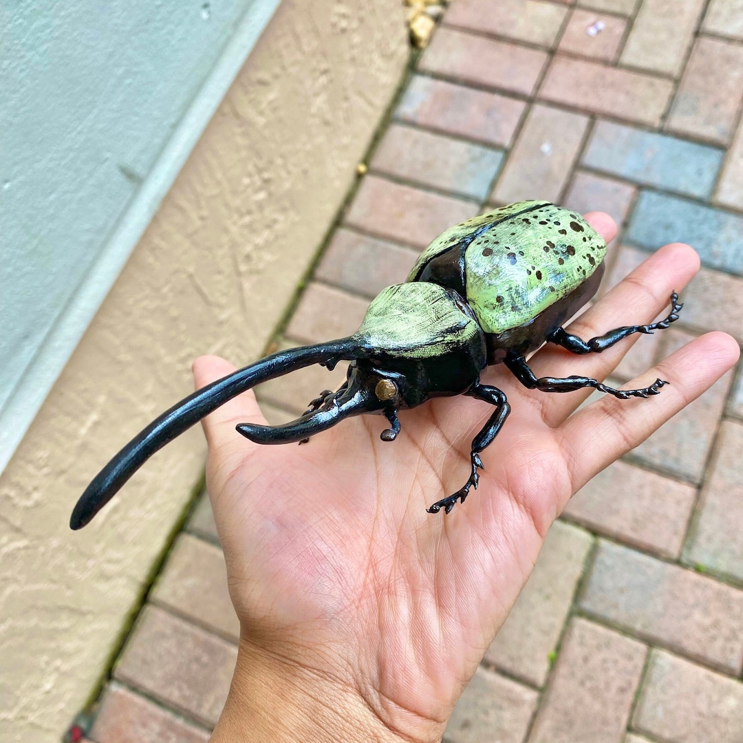 CUSTOM Beetle Bug Art Insect Model Sculpture Display 6 Legged - Etsy