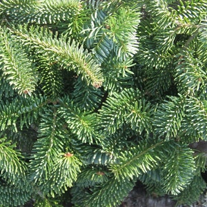 Maine Balsam Fir Tips Fresh Hand-picked Boughs 3lbs for Wreath Making ...