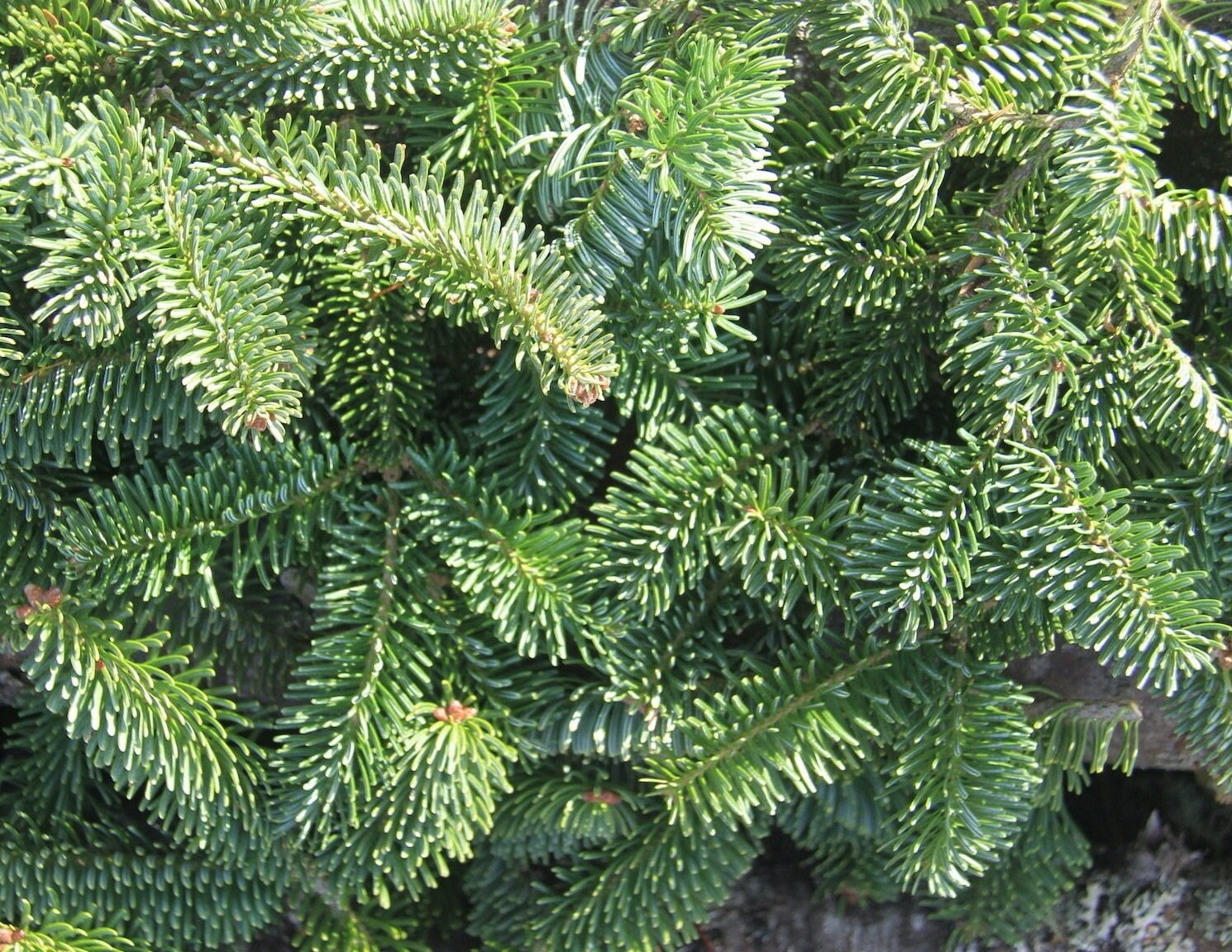 Fresh Balsam Fir Boughs 3lbs | Maine Evergreen Cuttings | Natural ...