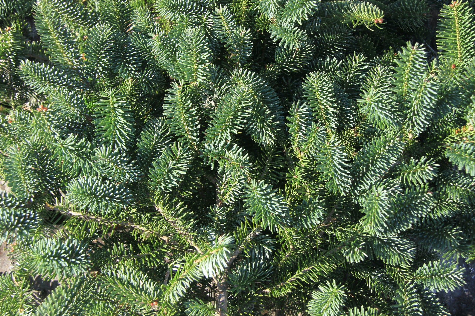 Fresh Balsam Fir Boughs 3lbs | Maine Evergreen Cuttings | Natural ...