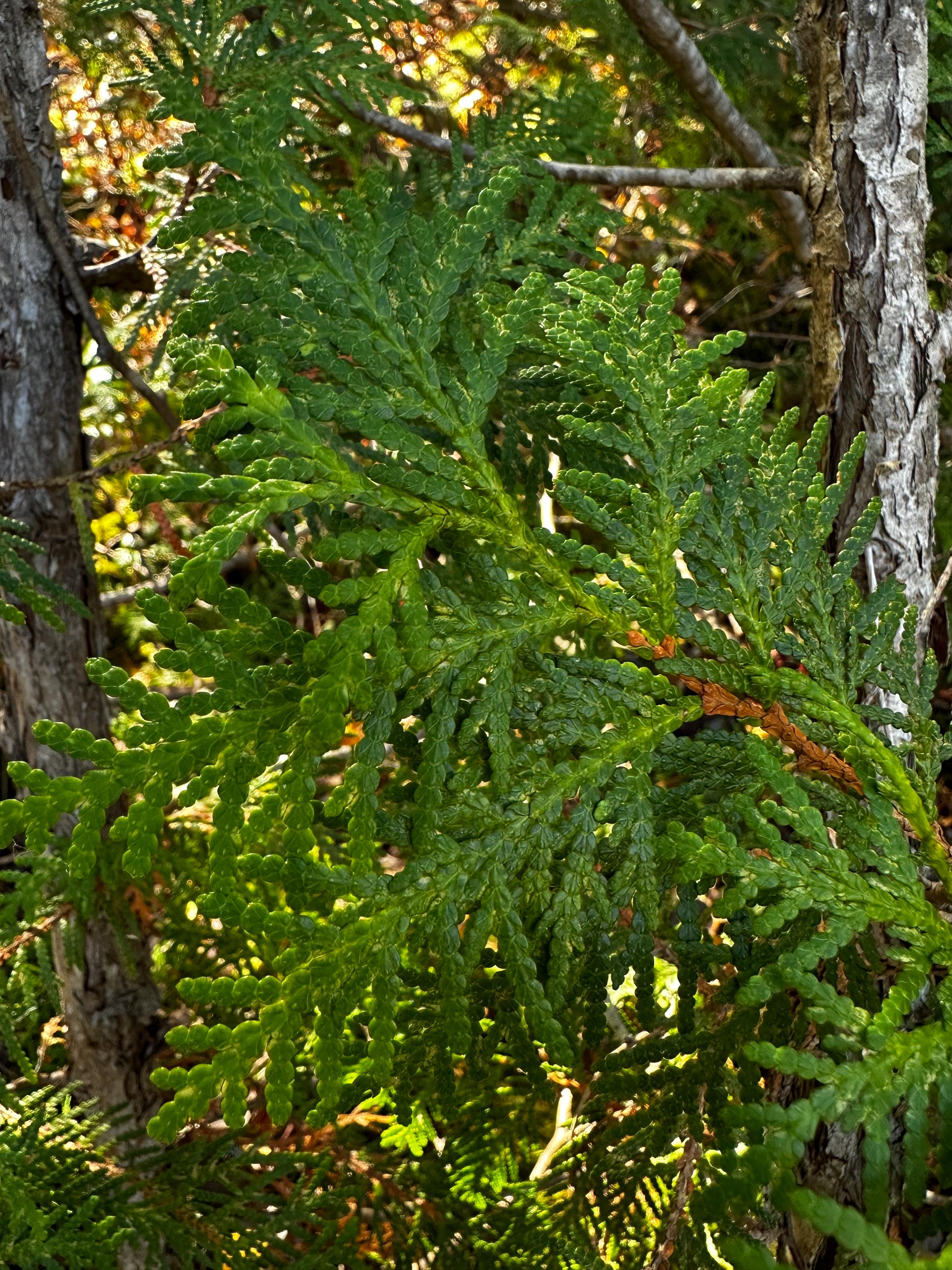 Fresh Cedar Leaves | Maine Evergreen Cuttings | Wreath Making & Natural ...