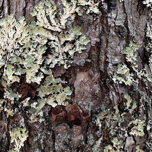 Bark Digital Download - 5 Bark Paper Nature Images - DIY Craft Image ...