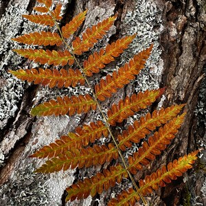 Fern Digital Download - 5 Fern Images - DIY Craft Image - Scrapbooking ...