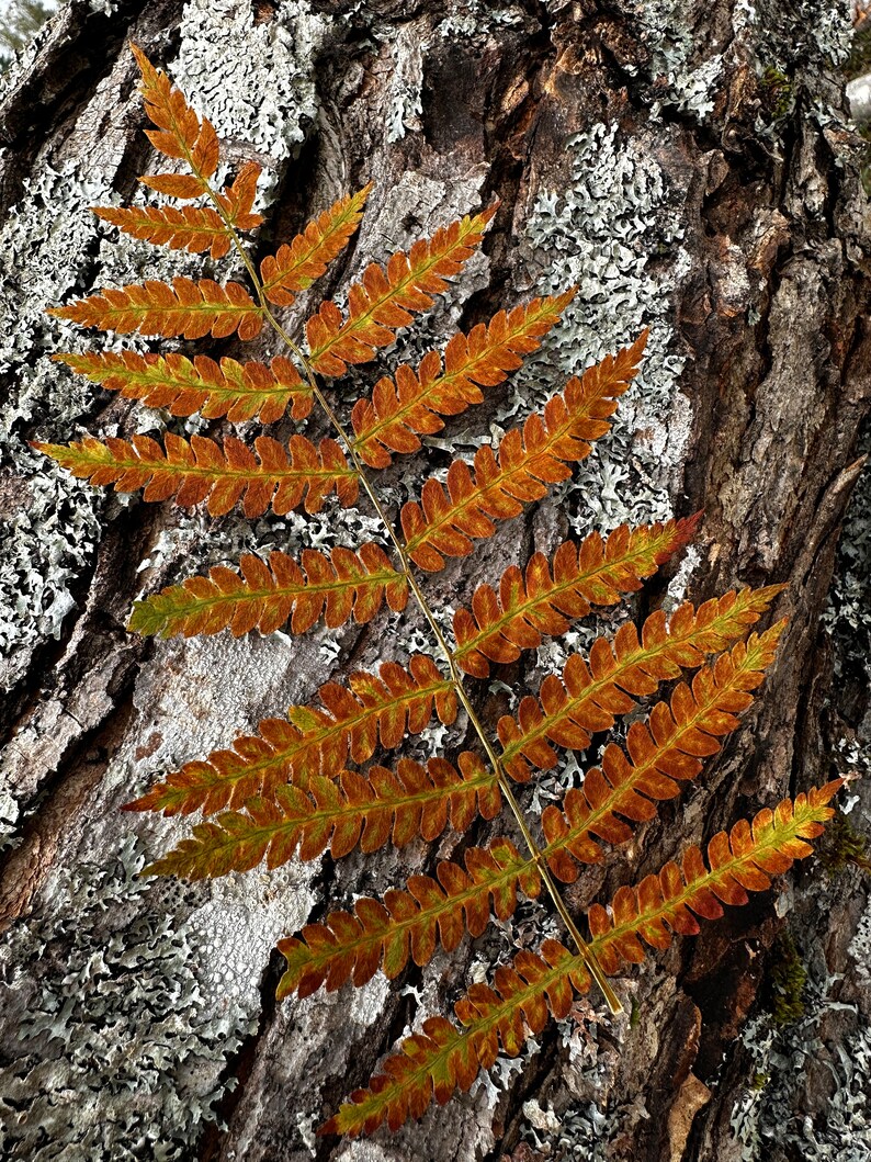 Fern Digital Download 5 Fern Images DIY Craft Image - Etsy